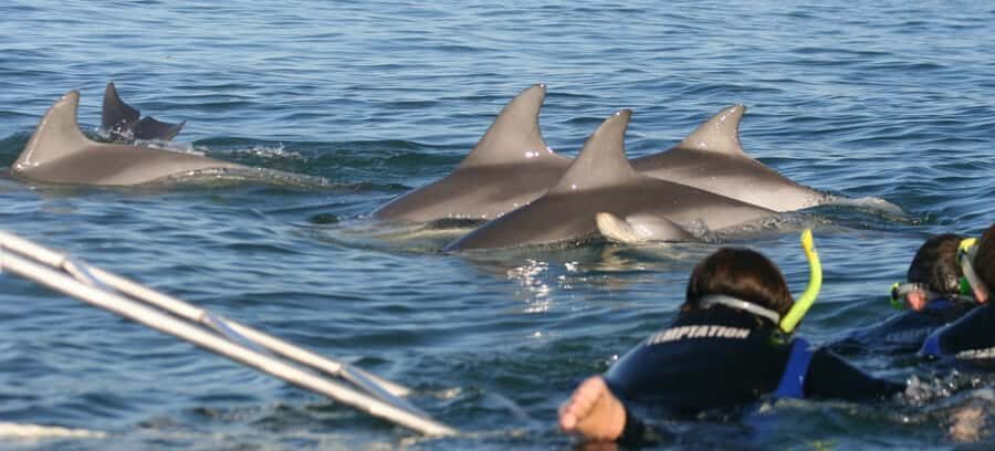 Adelaide: 4-Hour Swimming with Dolphins Experience - The Itinerary: What to Expect