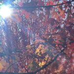 Adelaide City Highlights via Hahndorf Half-Day Tour - Final Thoughts