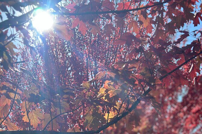 Adelaide City Highlights via Hahndorf Half-Day Tour - Final Thoughts