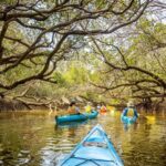 Adelaide: Dolphin Sanctuary Mangroves Kayak Tour - The Experience Itself: Details and Atmosphere
