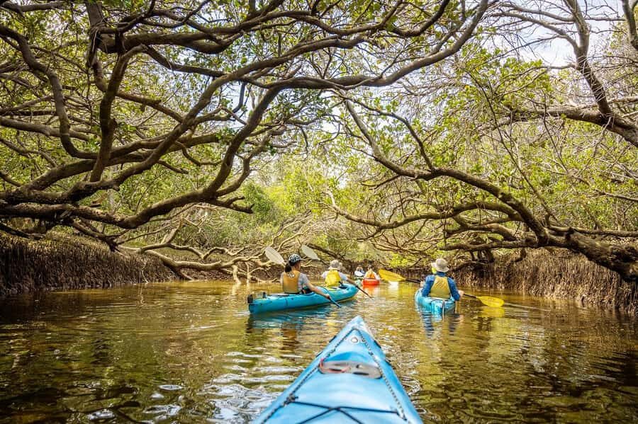 Adelaide: Dolphin Sanctuary Mangroves Kayak Tour - The Experience Itself: Details and Atmosphere