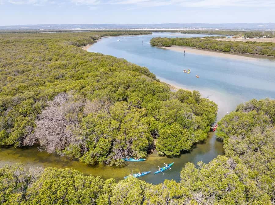 Adelaide: Dolphin Sanctuary Single or Double Kayak Rental - The Experience: What to Expect from the Kayaking Adventure