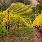 Adelaide Hills Divine Wine Tour - Final Thoughts
