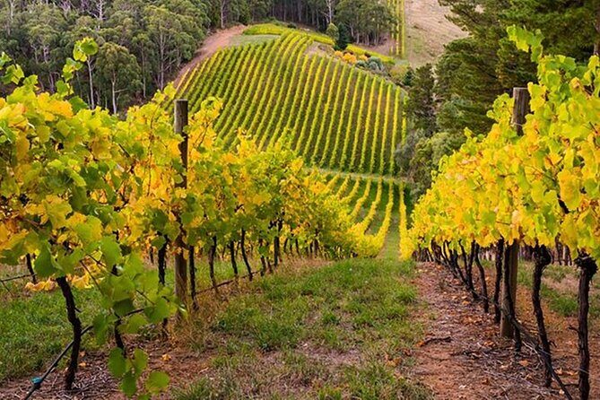Adelaide Hills Divine Wine Tour - Final Thoughts