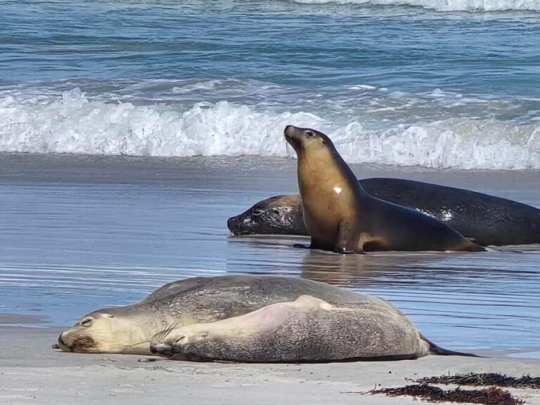 Adelaide: Kangaroo Island 2-Day Epic Wildlife Adventure - A Deep Dive into the Adventure