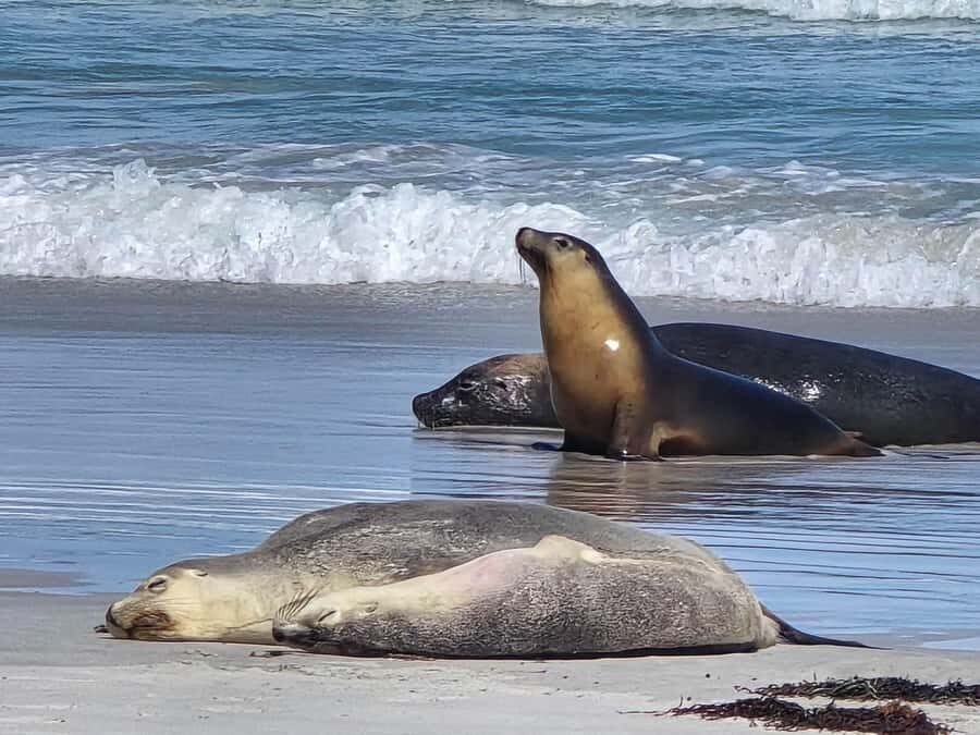 Adelaide: Kangaroo Island 2-Day Epic Wildlife Adventure - A Deep Dive into the Adventure