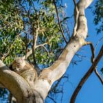 Adelaide: Morialta Wilderness and Wildlife Hike - Who Will Love This Tour?