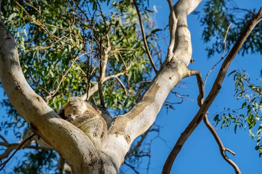 Adelaide: Morialta Wilderness and Wildlife Hike - Who Will Love This Tour?