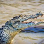 Adelaide River Cruises - Jumping Crocodile Experience - The Experience: Safety, Comfort, and Authenticity