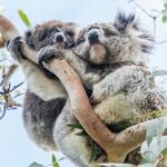 Adelaide to Melbourne 3-Day Trip Grampians and Great Ocean Road - The Experience for the Traveler