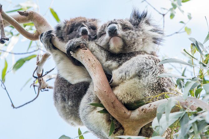 Adelaide to Melbourne 3-Day Trip Grampians and Great Ocean Road - The Experience for the Traveler