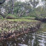 Adelaide: Twilight Mangrove Creek Kayak Tour - The Sum Up