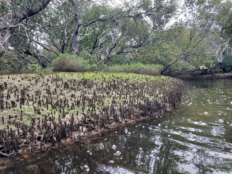 Adelaide: Twilight Mangrove Creek Kayak Tour - The Sum Up