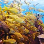 Advanced Open Water Diver course PADI in Playa del Carmen - Why This Course Offers Great Value