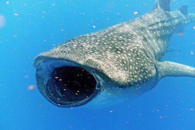 Adventure and Snorkel with the Whale Shark From Playa del Carmen - The Price and Its Value