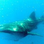 Adventure and Snorkel with the Whale Shark from Puerto Morelos - Who Will Love This Tour?