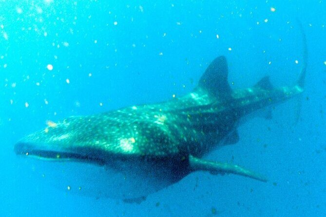 Adventure and Snorkel with the Whale Shark from Puerto Morelos - Who Will Love This Tour?