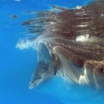 Adventure and Snorkel with the Whale Shark from Tulum - Key Points