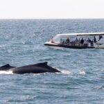 Adventure Whale Watching Tour Mooloolaba - The Experience: What You’ll Really Be Doing
