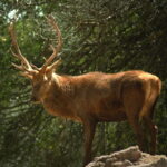 Africam Safari Conservation Park - Authentic Insights from Visitors