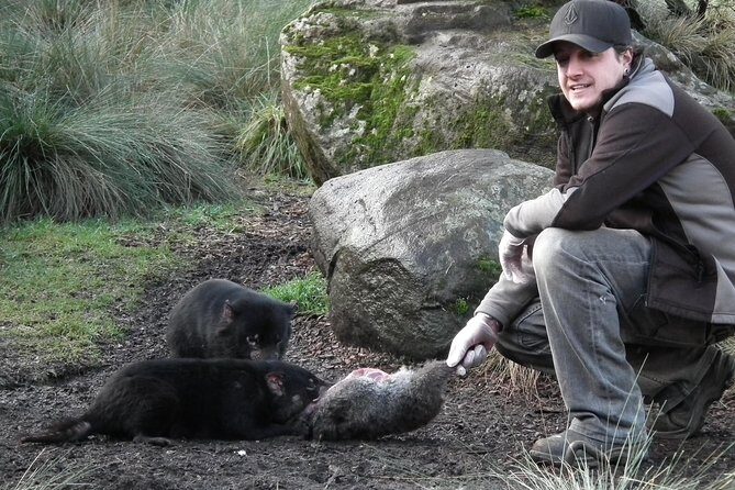 After Dark Tasmanian Devil Feeding Tour at Cradle Mountain - Final Thoughts