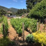 Afternoon Half-day Carmel Valley Wine Tasting Tour - Final Thoughts