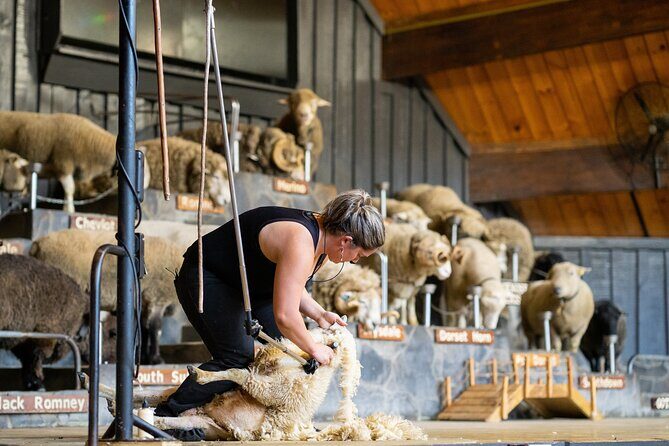Agrodome Farm Experience including Farm Show and Farm Tour - Rotorua - A Closer Look at What You Can Expect