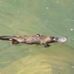 Airlie Beach: Eungella Wild Platypus Encounter - An In-Depth Look at the Tour
