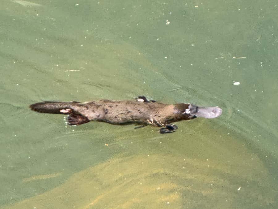 Airlie Beach: Eungella Wild Platypus Encounter - An In-Depth Look at the Tour