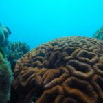 Airlie Beach: Glass-Bottom Boat Tour - An Authentic Look at the Glass-Bottom Boat Experience