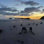 Airlie Beach: Kangaroos on the Beach at Dawn - What to Expect from the Tour