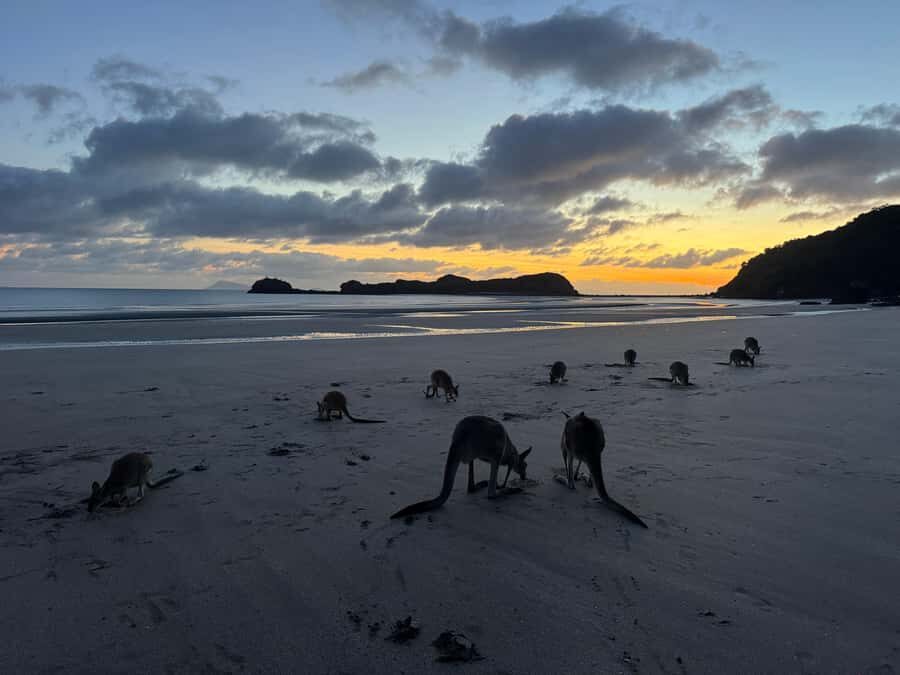 Airlie Beach: Kangaroos on the Beach at Dawn - What to Expect from the Tour