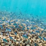 Airlie Beach: Outer Great Barrier Reef Snorkeling Day Trip - Practical Details & Tips