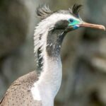 Akaroa: 4WD Safari and Guided Sea-Kayaking Experience - Who Should Book This Tour?