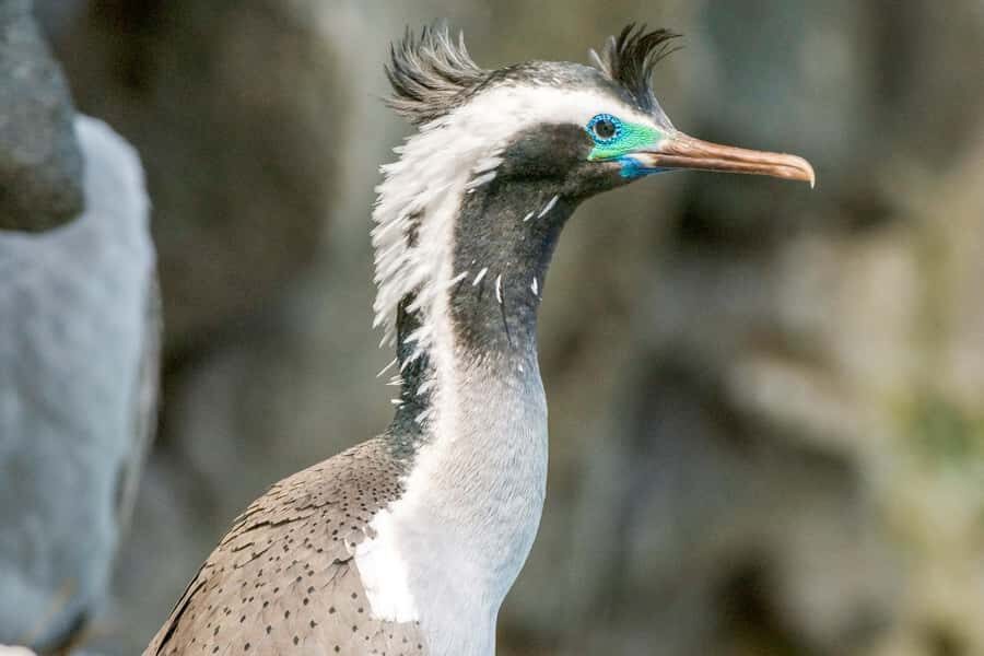 Akaroa: 4WD Safari and Guided Sea-Kayaking Experience - Who Should Book This Tour?