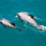Akaroa: Dolphin Nature Cruise - Key Points
