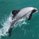 Akaroa Harbour Nature Cruise - Why This Tour Excels: Value and Authenticity