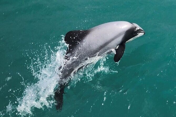 Akaroa Harbour Nature Cruise - Why This Tour Excels: Value and Authenticity