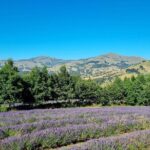 Akaroa Lavender Seasonal Guided Tour Experience - Why This Tour Is a Great Choice