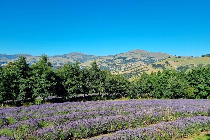Akaroa Lavender Seasonal Guided Tour Experience - Why This Tour Is a Great Choice