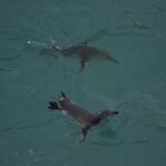 Akaroa: Pohatu Little Penguins 3-Hour Evening Experience - Transportation, Group Size, and Value