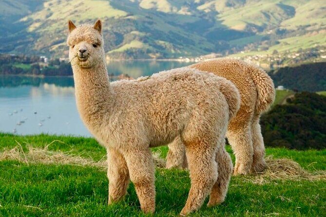 Akaroa Private Day Trip From Christchurch - What to Expect from the Experience