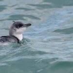 Akaroa: Scenic Coastline Wildlife Cruise - What to Expect: The Details of the Tour