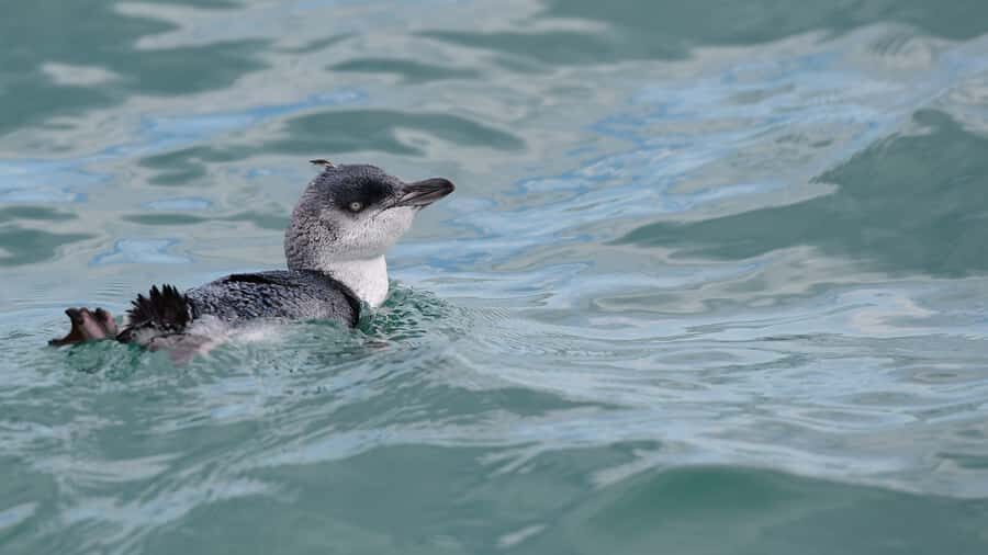 Akaroa: Scenic Coastline Wildlife Cruise - What to Expect: The Details of the Tour