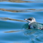Akaroa Wildlife Cruise - Why This Tour Works Well for Different Travelers