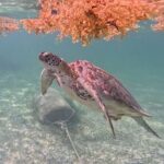 Akumal Adventure with Swimming with Turtles, Cenotes, Mexican Lunch. - Who Should Consider This Tour?