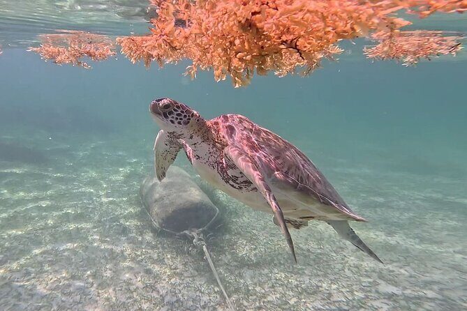 Akumal Adventure with Swimming with Turtles, Cenotes, Mexican Lunch. - Who Should Consider This Tour?