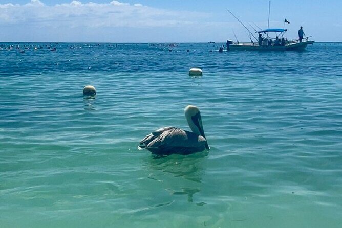 Akumal Bay snorkeling, plus 3 cenotes and great food - Frequently Asked Questions