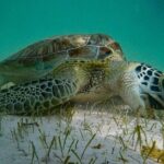 Akumal : Guided Snorkeling with Green Turtles and Corals - The Authentic Touch: Small Groups, Local Guides, Conservation