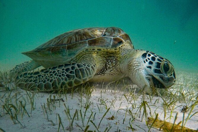 Akumal : Guided Snorkeling with Green Turtles and Corals - The Authentic Touch: Small Groups, Local Guides, Conservation